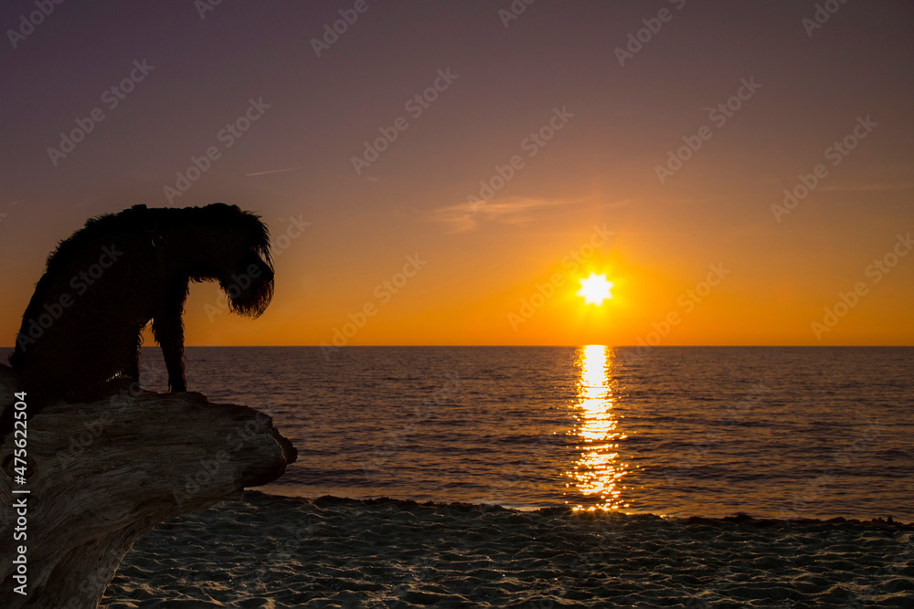 Old dog contemplating the sunset, life cycle completion concept, the ...