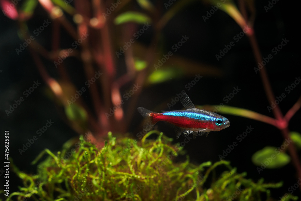 Red neon fish under the surface. Stock Photo | Adobe Stock