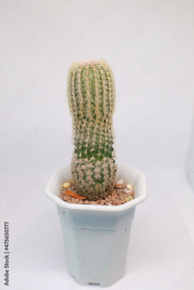 Cactus, a plant in the family Cactaceae, is a plant native to the ...