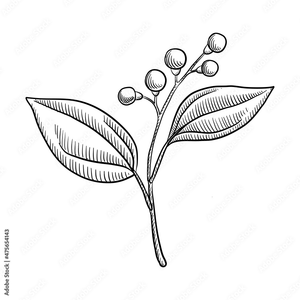 vector drawing branch of camphor tree, Cinnamomum camphora, isolated at ...