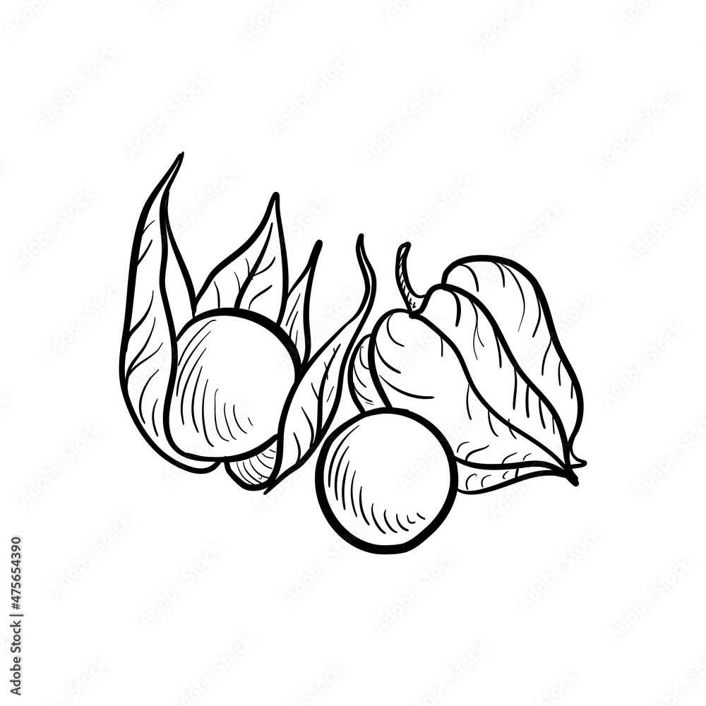 vector drawing sketch of physalis, inka berries, fruits isolated at ...
