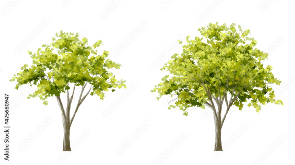 Vector of abstract watercolor tree side view isolated on white ...