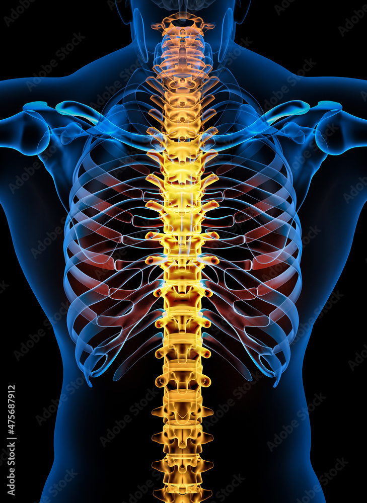 Skeleton Vertebral Column of Human Skeleton System Anatomy. Front View ...