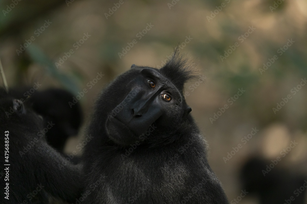 Black macaque monkey in Tangkoko Batuangus Nature Reserve, Indonesia ...