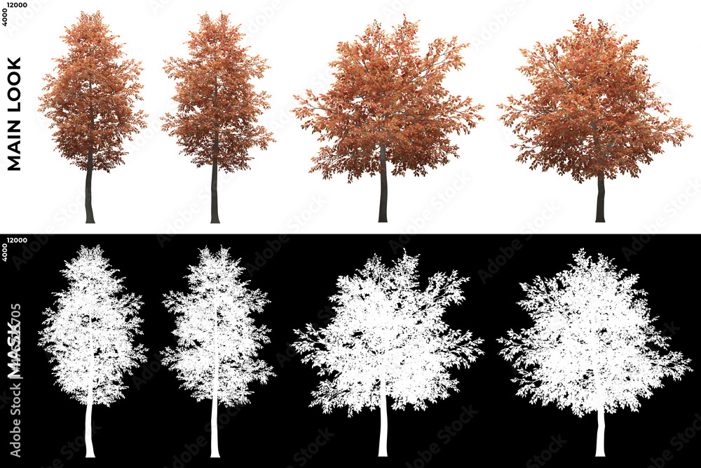 Front views of Alder Trees with alpha mask to cutout and PNG editing ...