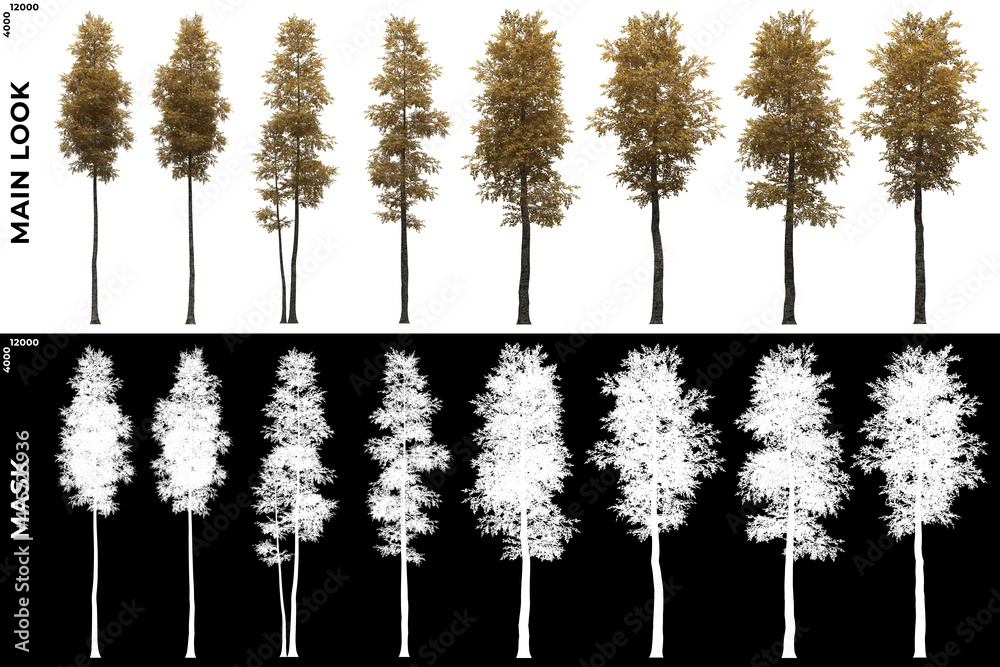 Front views of Silver Birch Trees with alpha mask to cutout and PNG ...