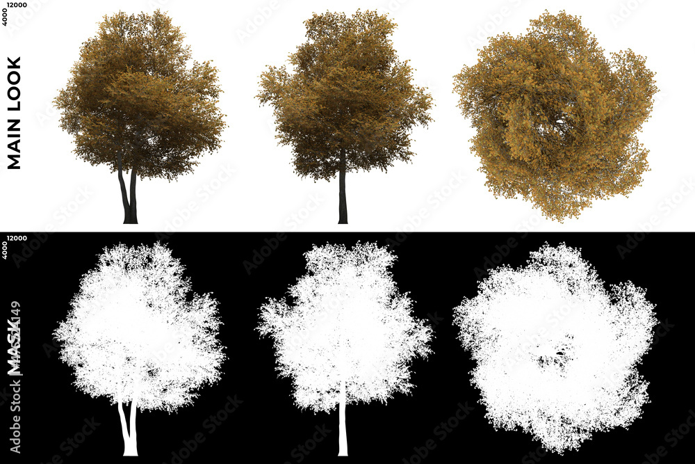 3D Rendering of Front, Left and Top view of Field Maple Trees with ...