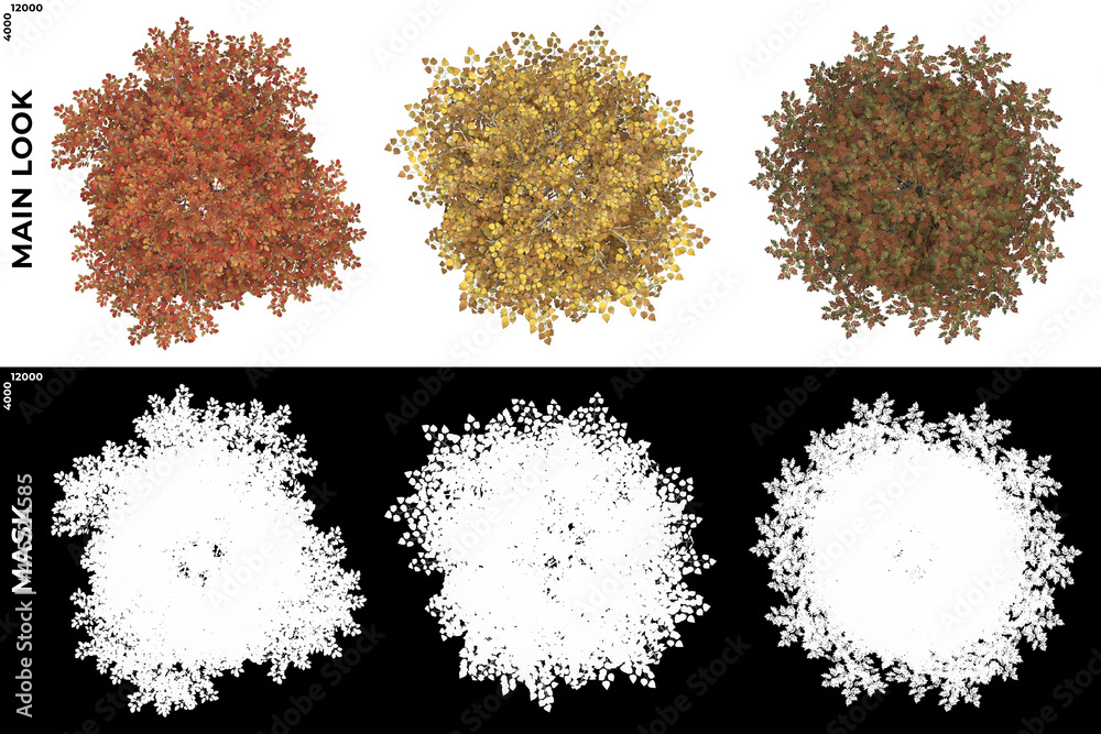 Top views of Field Maple Trees with alpha mask to cutout and PNG ...