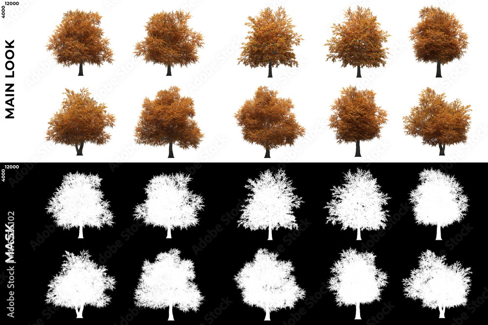 Front views of Sugar Maple Trees with alpha mask to cutout and PNG ...