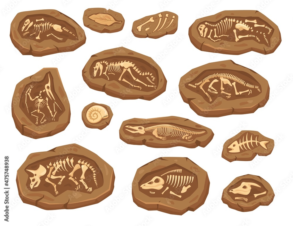 Cartoon dinosaurs fossils, ancient triceratops dinosaur skeleton ...