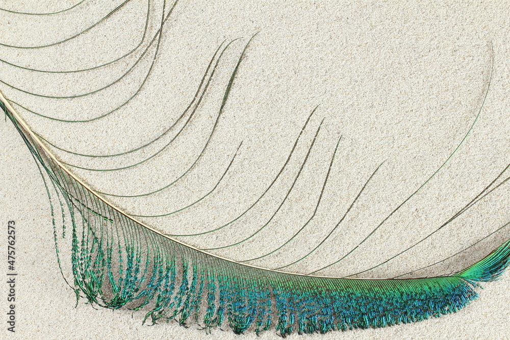 beautiful peacock feather in sea sand background Stock Photo | Adobe Stock