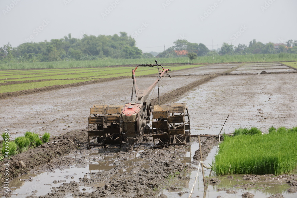 rice seeds in the fields ready for planting Stock Photo | Adobe Stock