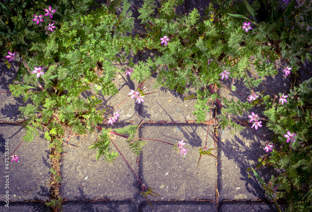 Pink flower petals and green leaves of a plant growing on paving slabs ...