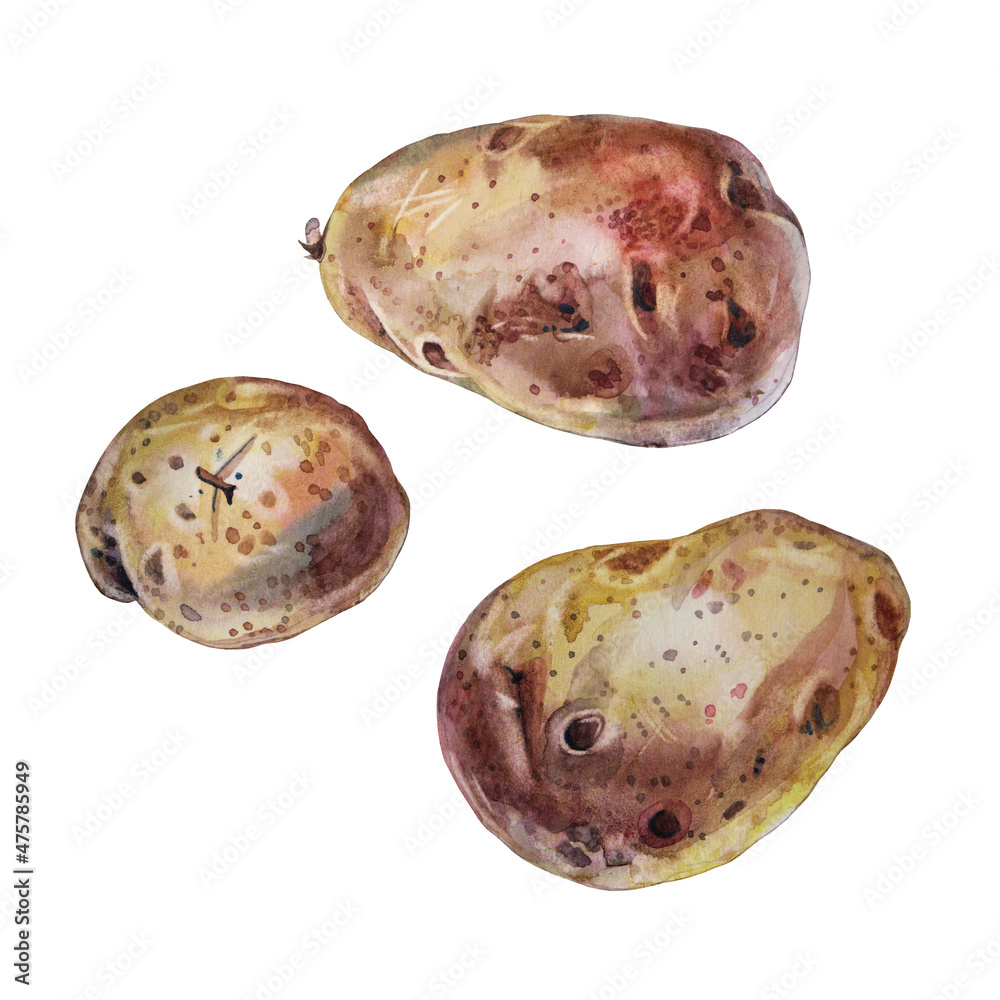 Set watercolor potato isolated on white background. Hand-drawn ...