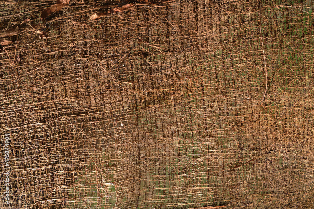 Background texture of coconut husk fibers Stock Photo | Adobe Stock