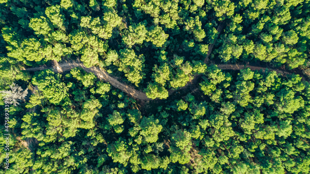 Green landscape top view green trees and road aerial view drone ...