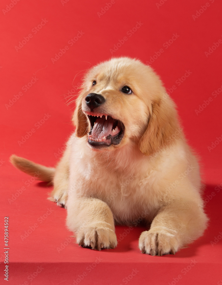 Fotka „Aggressive golden retriever puppy dog snarling and growling ...