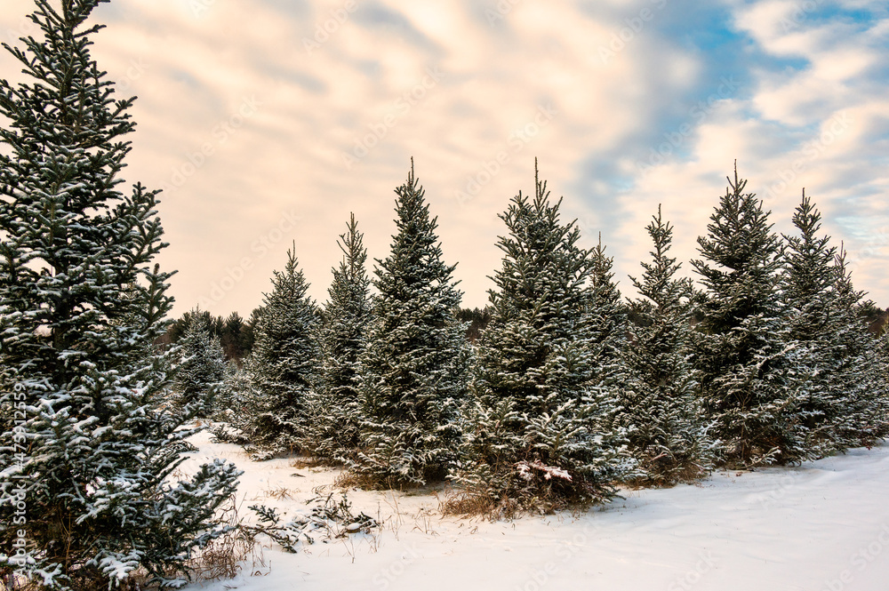 Christmas tree farm store