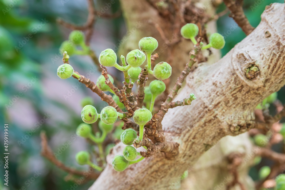 Foto de Little branches with fruits of Ficus racemosa (Ficus glomerate ...