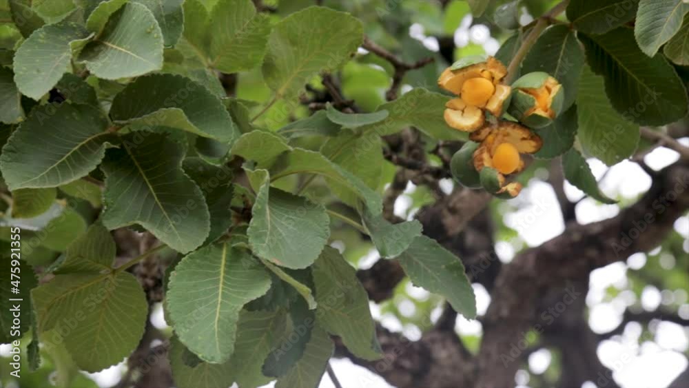 Video showing the pequi tree with many ripe fruits. A tree endemic to ...