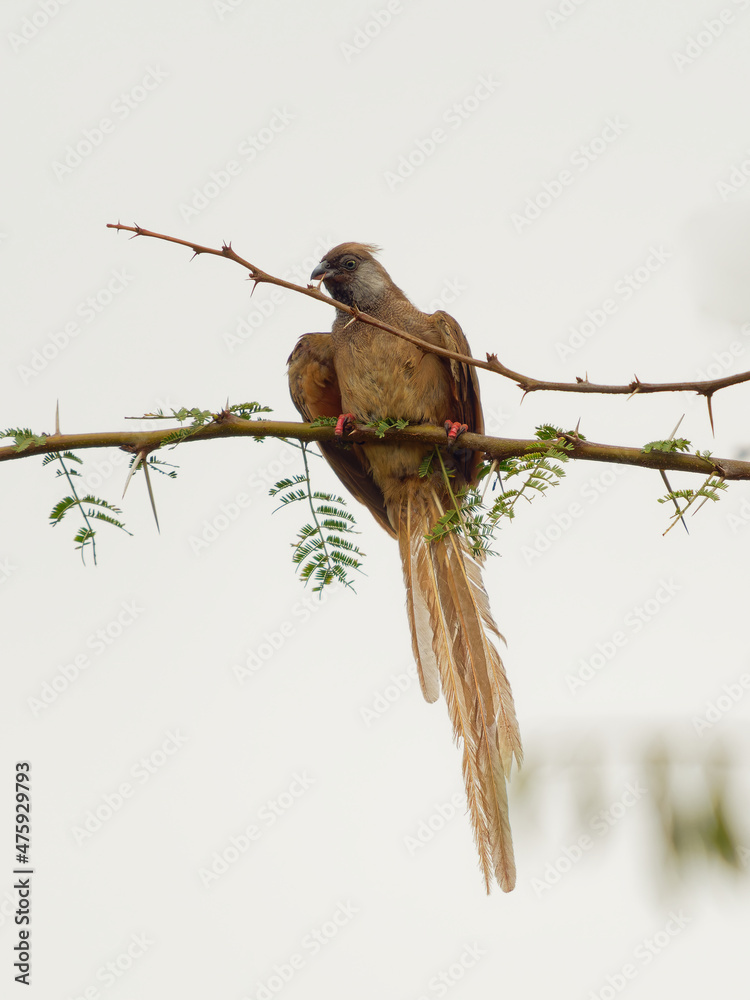 Speckled Mousebird - Colius striatus largest species of mousebird, the ...