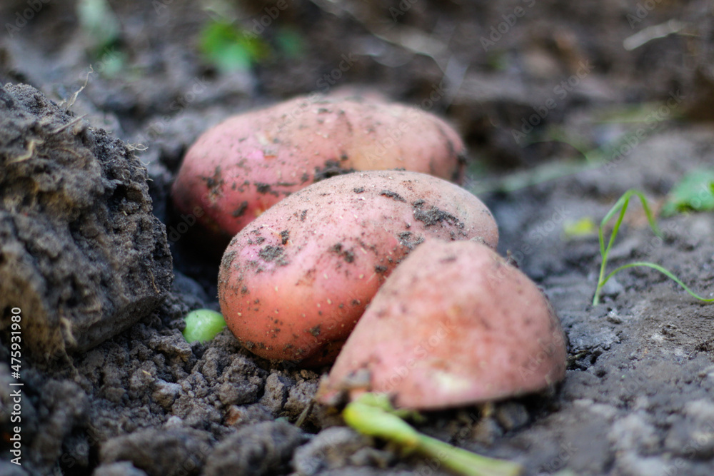 CLoseup view of red potatoes desiree on ground and soil. Organic ...