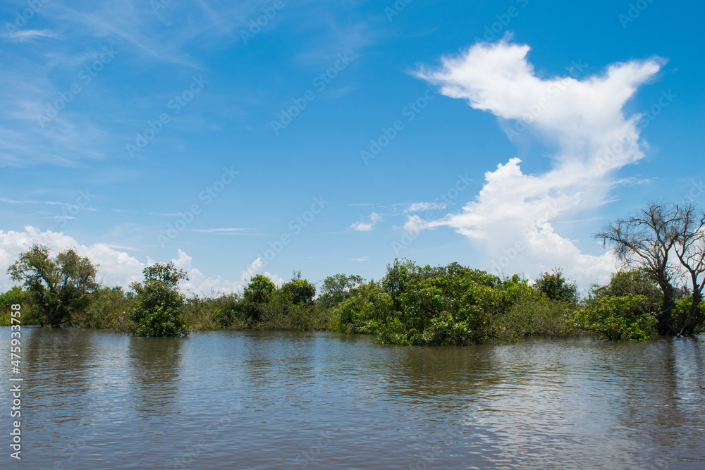 Natural wetland landscape vegetation, near Kampong Phluk floating ...
