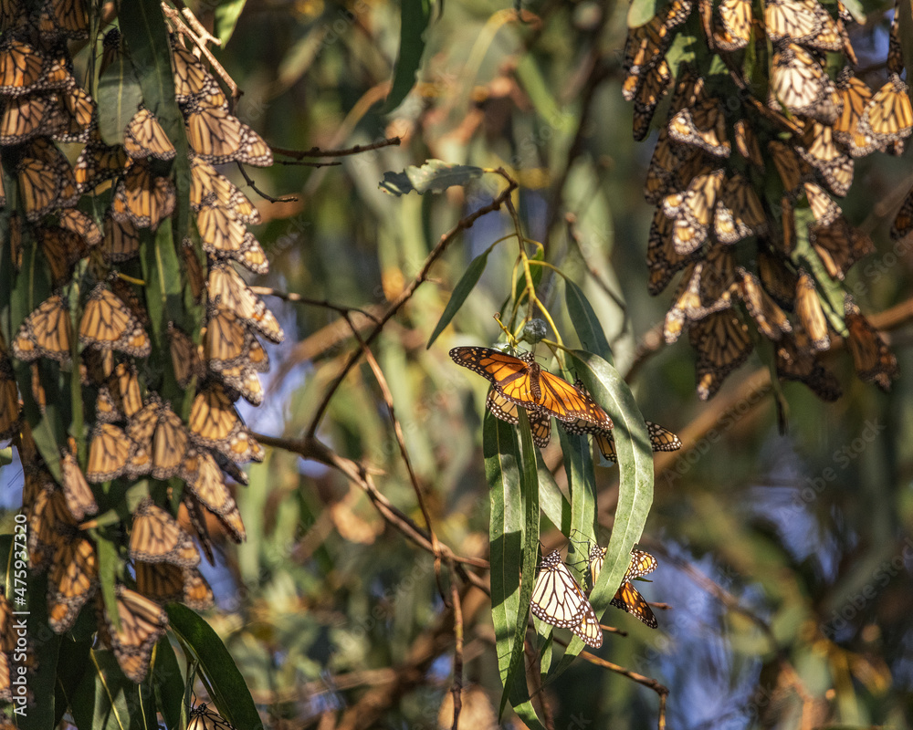 Pacific Grove, CA, USA - December 13, 2021: Thousands of Monarch ...