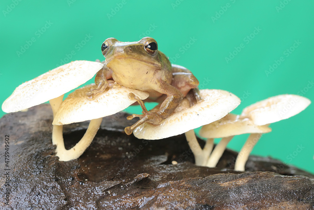 A common tree frog resting on a rotting tree trunk overgrown with ...
