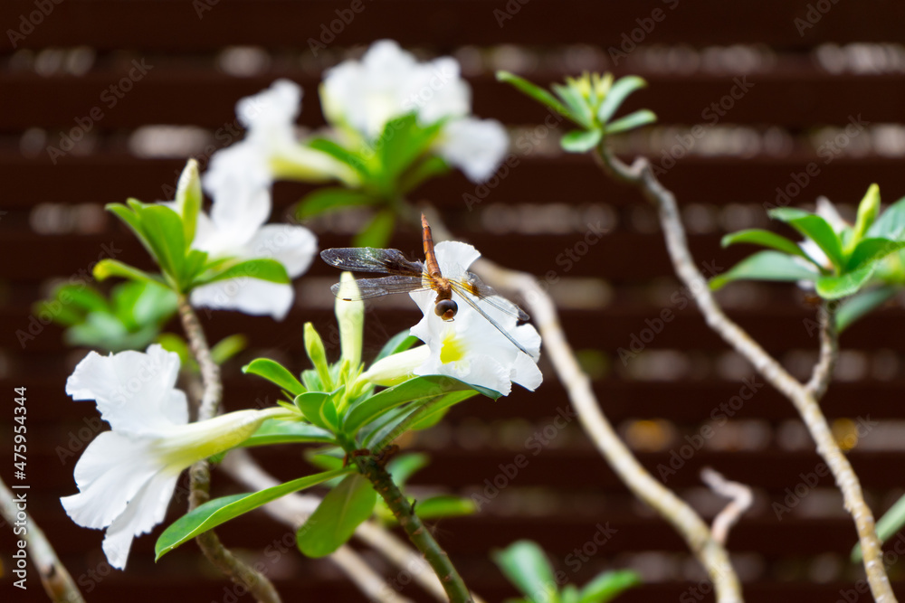 Dragonfly on white Desert Rose flower .Impala Lily(Mock Azalea) are ...