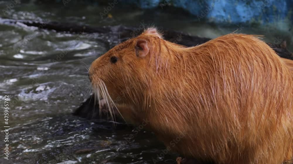 The nutria or Myocastor coypus also known as coypu is a semiaquatic ...