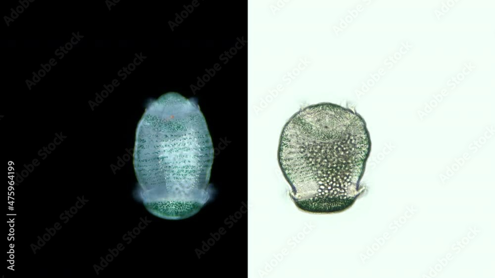 Polychaeta larva worm Capitellidae family under a microscope. Of rotor ...