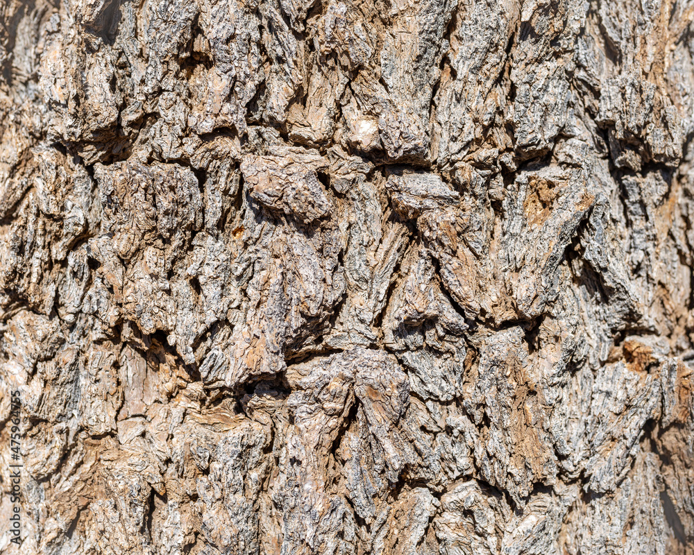 A close up background image of the bark on a Joshua tree. These large ...