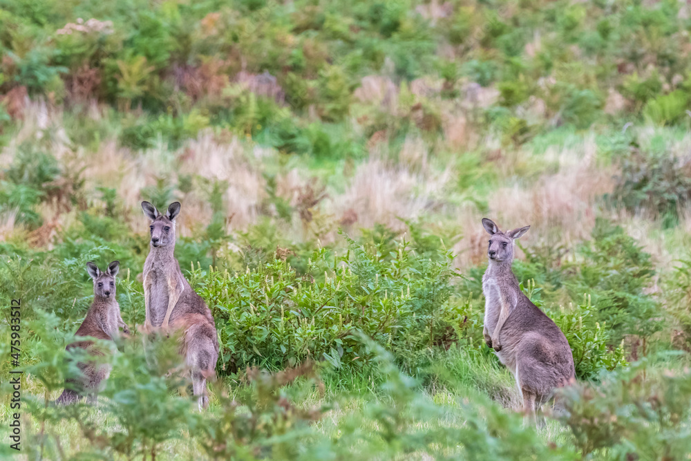 Three eastern grey kangaroos (Macropus giganteus) standing amid green ...