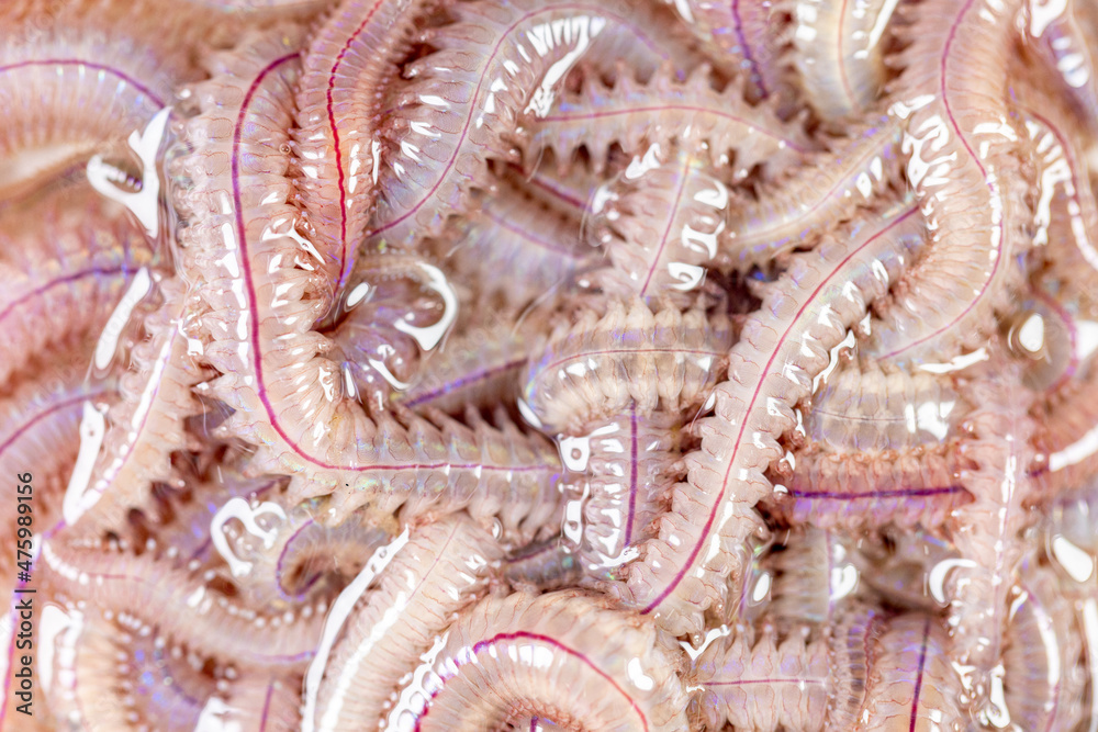 Sand Worm (Perinereis sp.) is the same species as sea worms (Polychaete ...