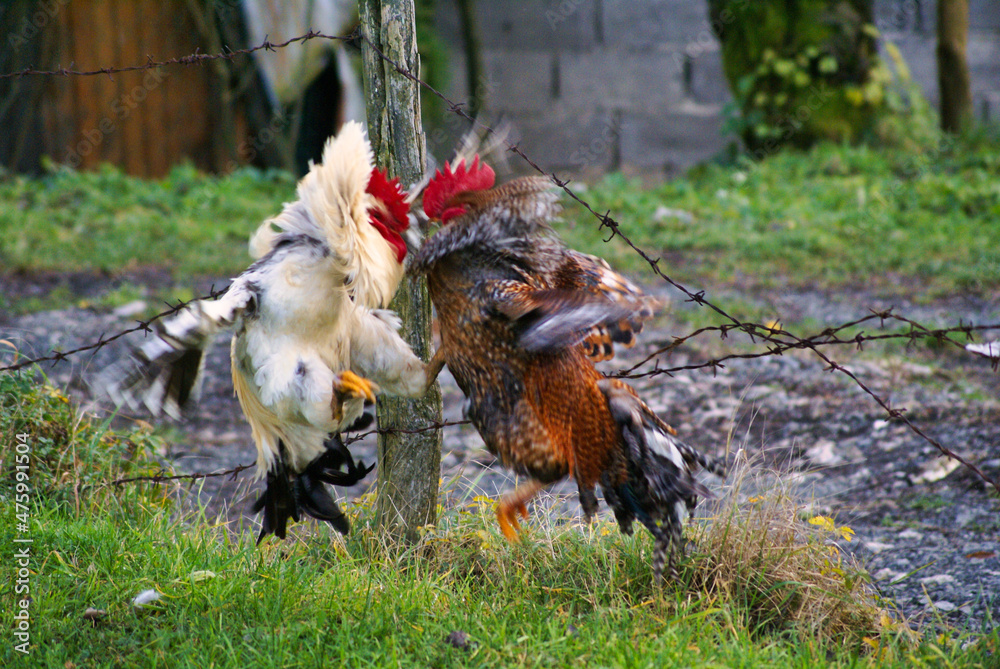 Roosters fighting in a field Stock Photo | Adobe Stock