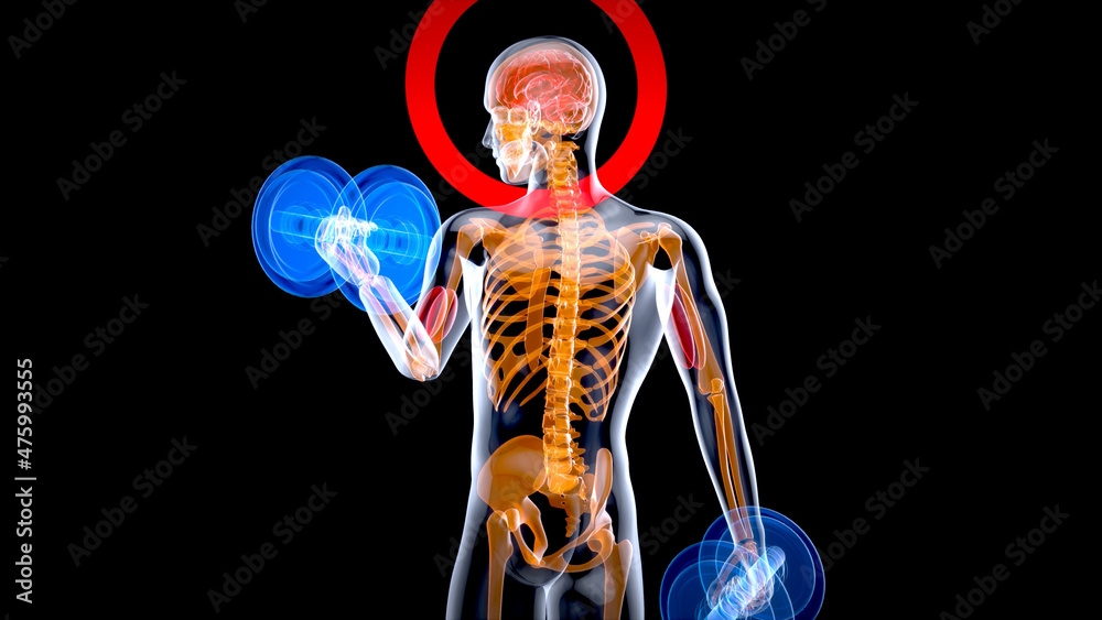 3D Illustration of an Anatomy of a X-ray man doing Biceps Curls Stock ...