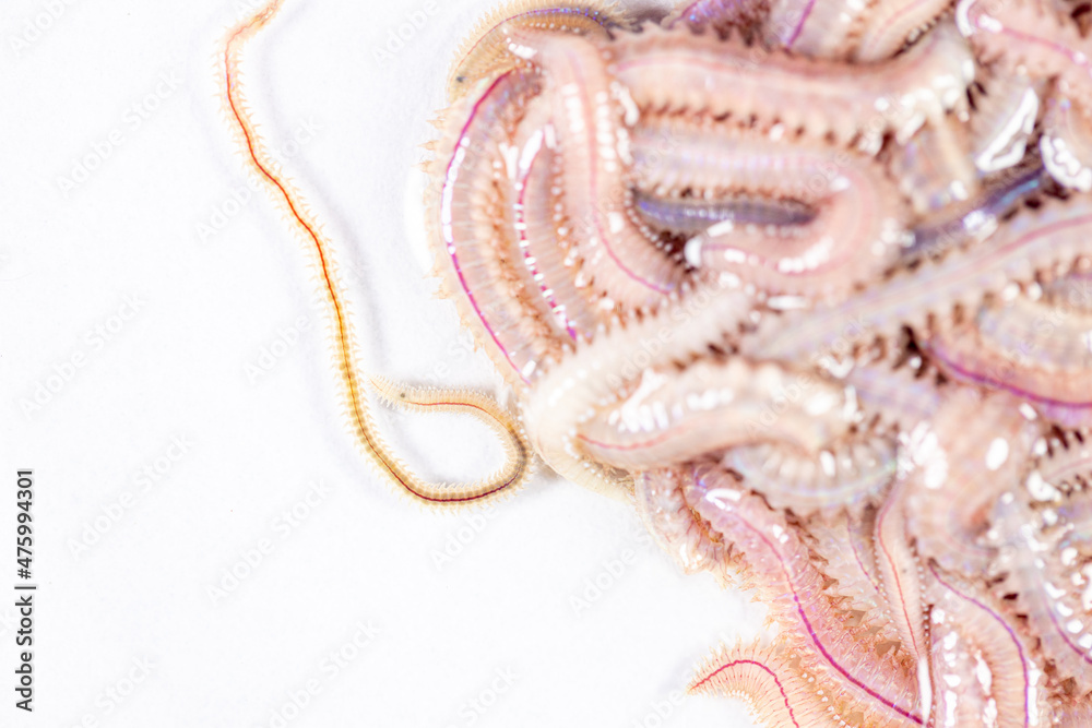 Sand Worm (Perinereis sp.) is the same species as sea worms (Polychaete ...