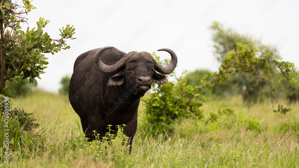 Big cape buffalo bull in the wild Stock Photo | Adobe Stock