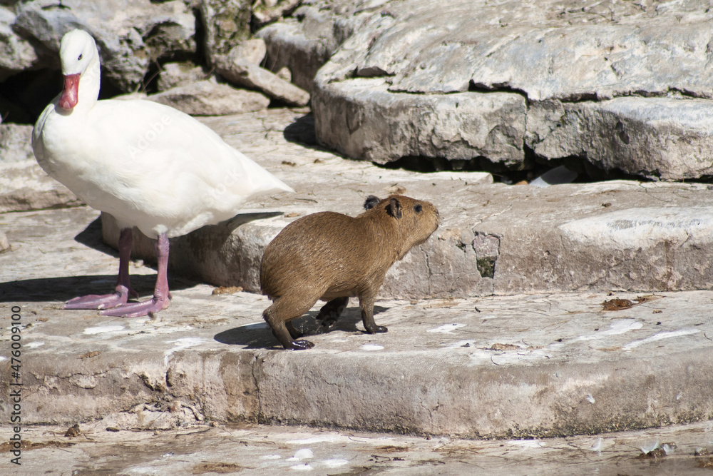 Beautiful view of zoo animals. The brown Capybara Hydrochoerus and ...