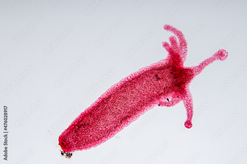 Zdjęcie Stock: Hydra is a genus of small, fresh-water animals of the ...