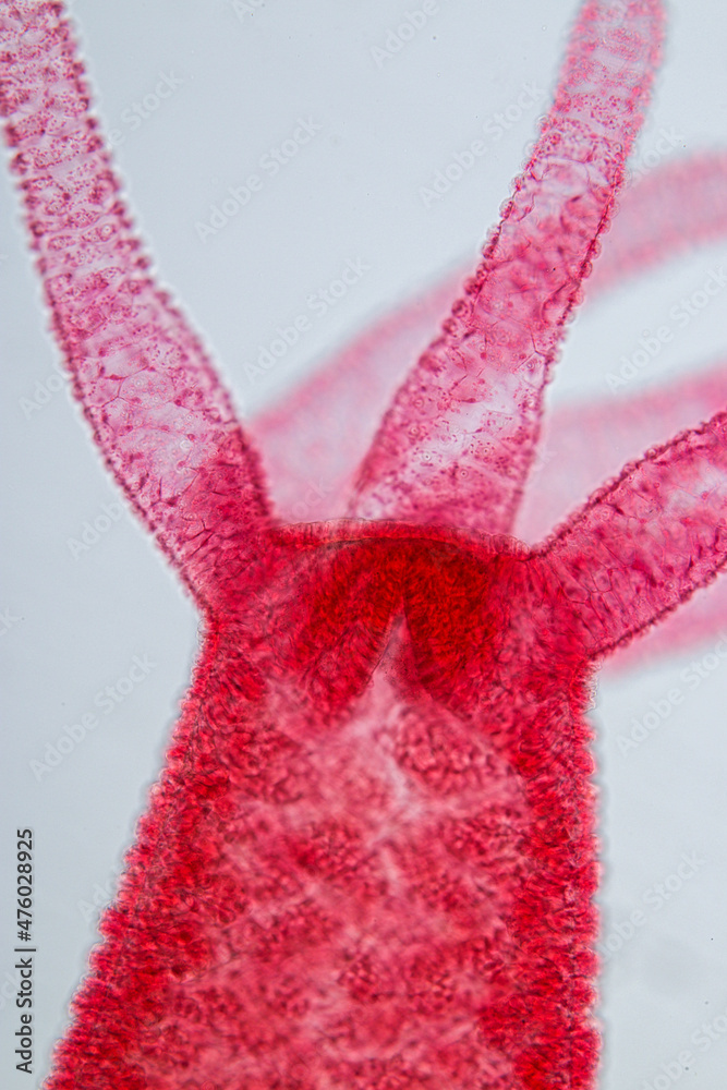 Hydra is a genus of small, fresh-water animals of the phylum Cnidaria ...