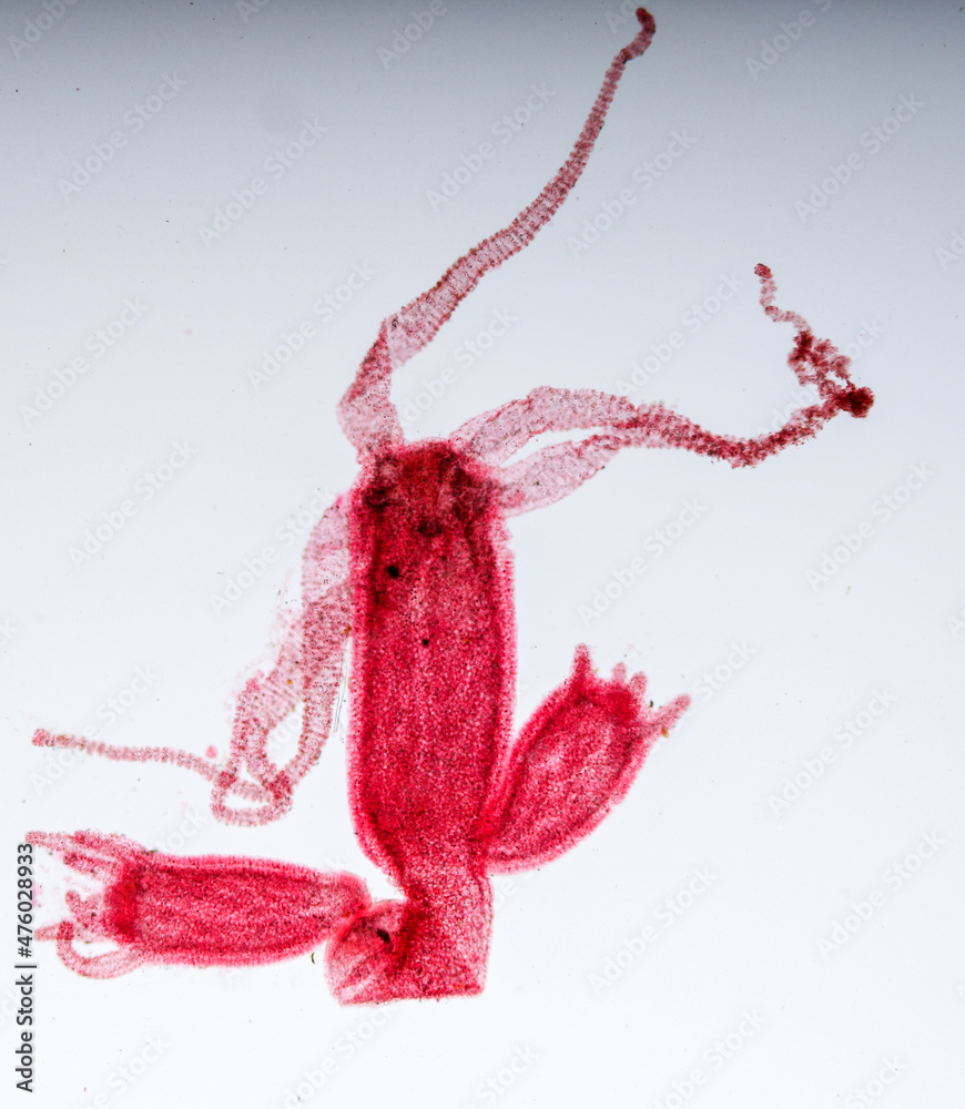 Budding Hydra Cnidaria