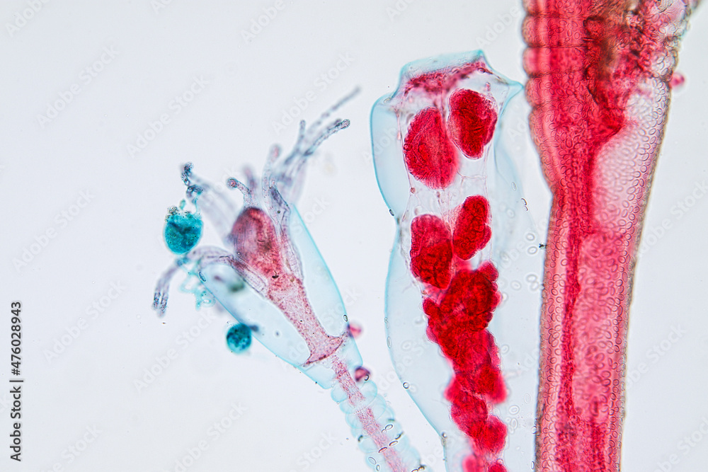 Hydra is a genus of small, fresh-water animals of the phylum Cnidaria ...