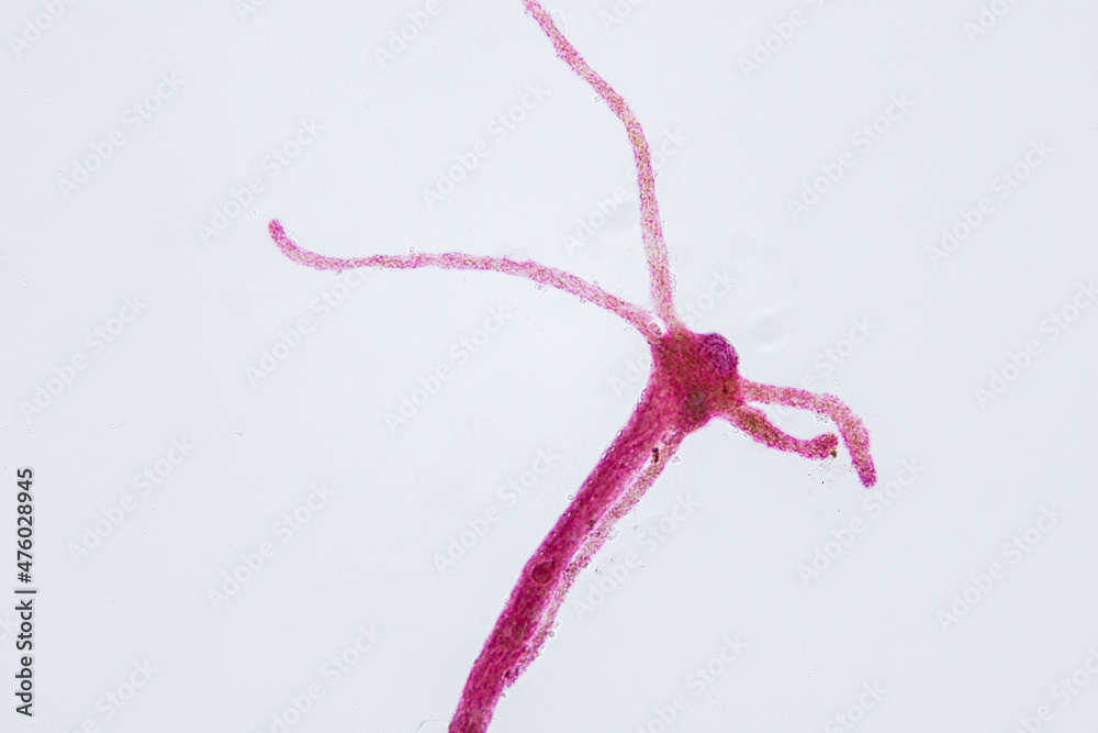 Hydra is a genus of small, fresh-water animals of the phylum Cnidaria ...