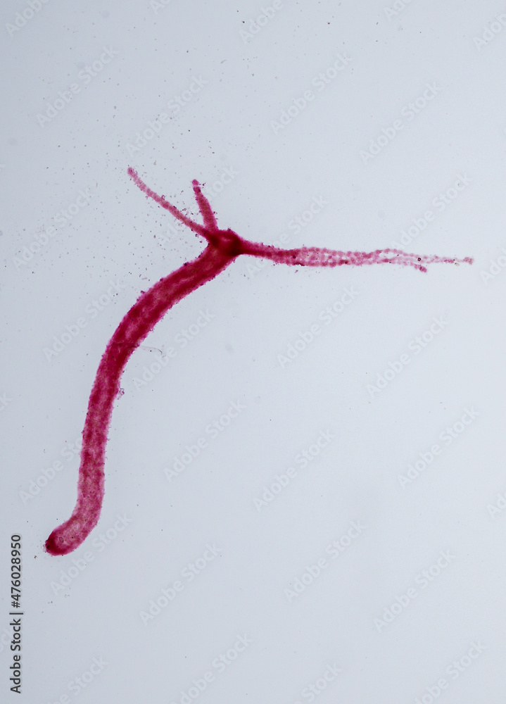 Hydra is a genus of small, fresh-water animals of the phylum Cnidaria ...