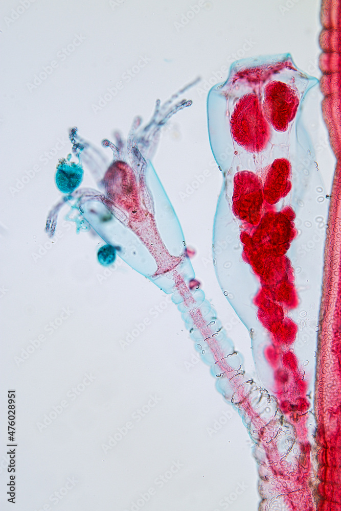 Hydra is a genus of small, fresh-water animals of the phylum Cnidaria ...