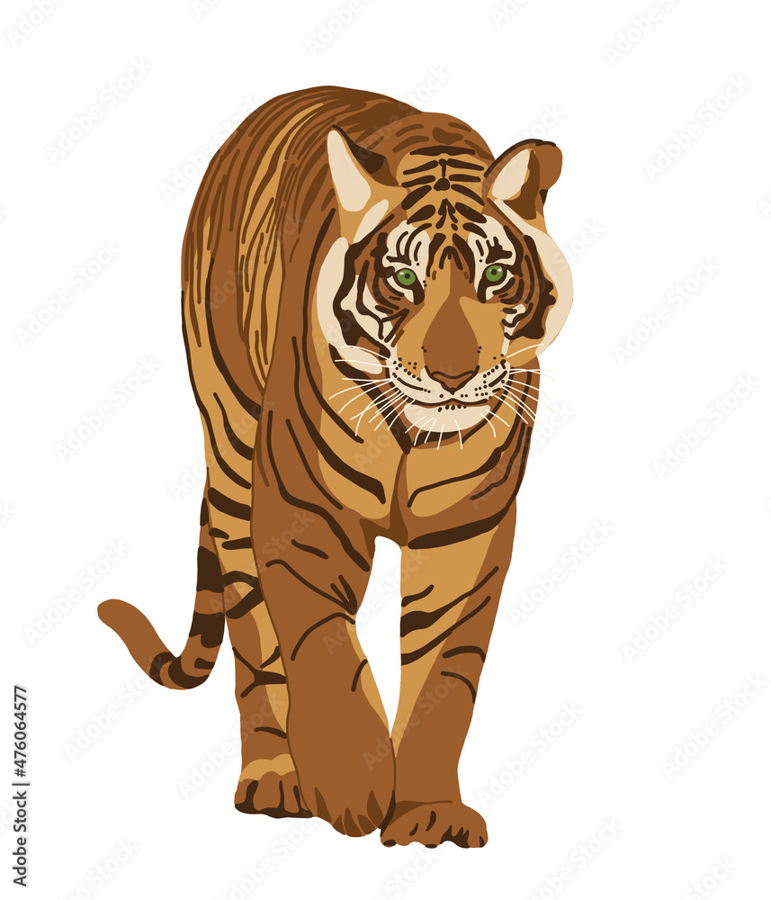 Tiger hand drawn illustration. Red tiger isolated on white. Symbol of ...