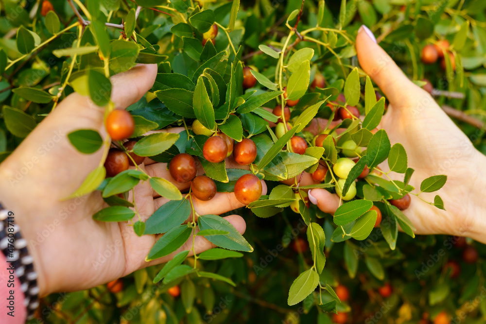 Fruits of ziziphus juba on the branches of trees in the garden close-up ...
