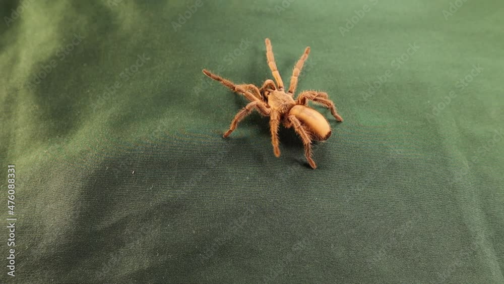 Tarantula , spider on green background wild tarantula close up female ...